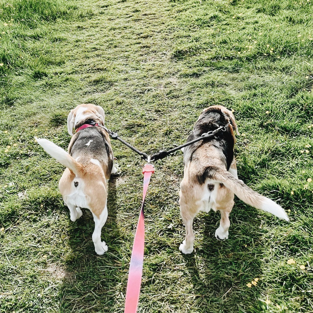 Transporting Pets to Australia: #1 Way of Safe & Easy Travel